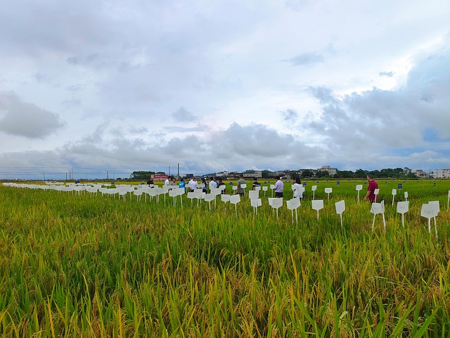 In Rice Field Farmland Smart - Free photo on Pixabay - Pixabay