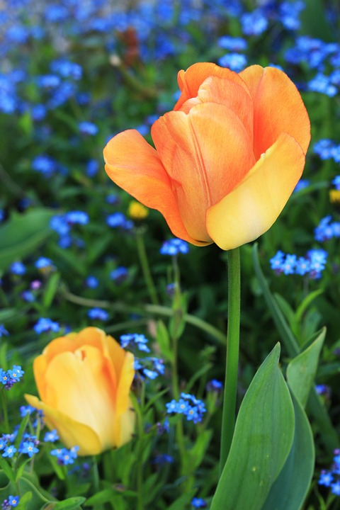 Tulip Bunga Mekar - Foto gratis di Pixabay - Pixabay