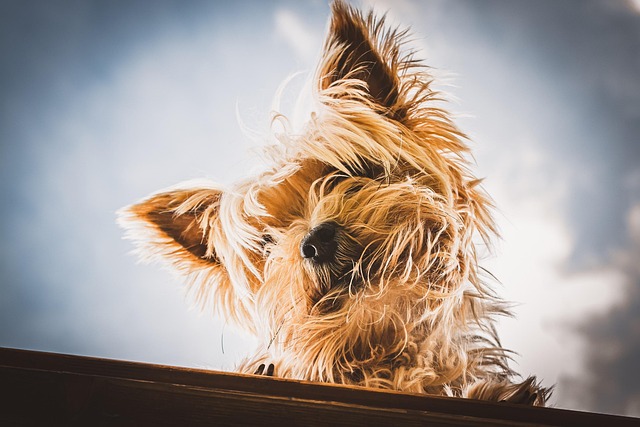 Animal Perro Mascota - Foto gratis en Pixabay - Pixabay