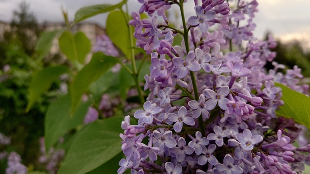 Lilas Floraison Fleurs - Photo gratuite sur Pixabay - Pixabay