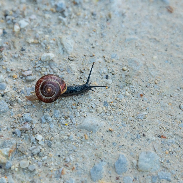 Escargot Gastropod Macro - Photo gratuite sur Pixabay - Pixabay