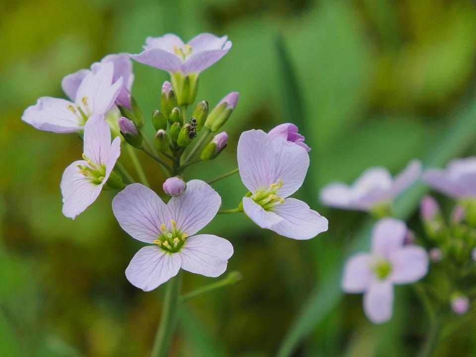 Flowers Field Nature - Free photo on Pixabay