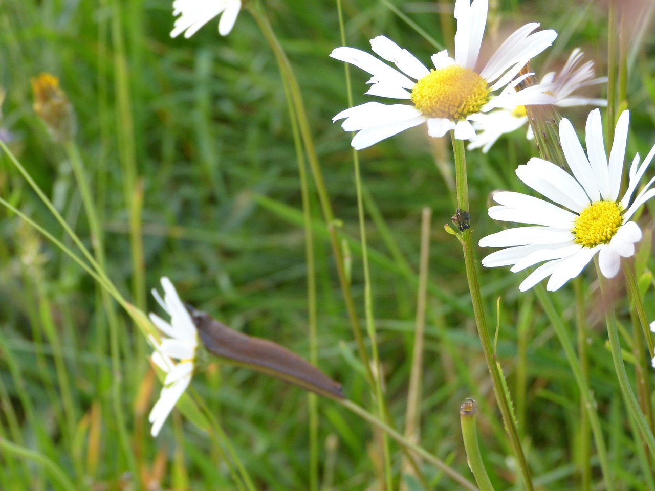 Flower Meadow - Free photo on Pixabay - Pixabay