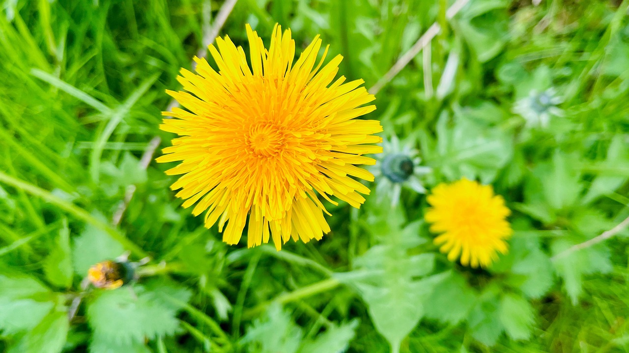 Bloemen Paardebloem Plantkunde - Gratis foto op Pixabay - Pixabay