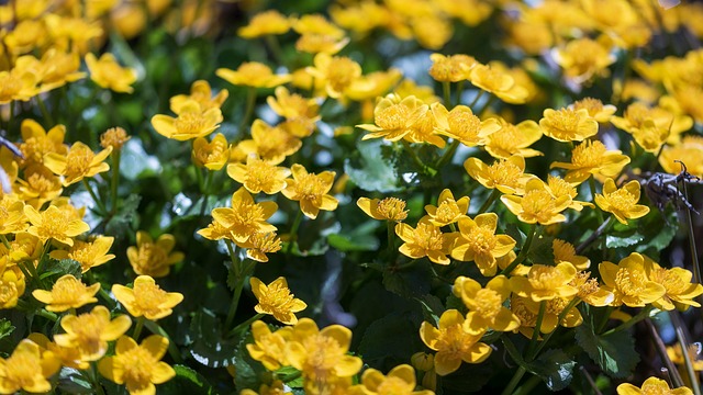 Flores Planta Botánica - Foto gratis en Pixabay - Pixabay