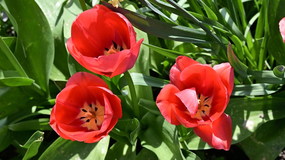 Flowers Tulips Botany - Free photo on Pixabay - Pixabay
