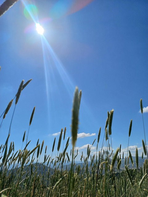 Soleil Ciel Nature - Photo gratuite sur Pixabay - Pixabay