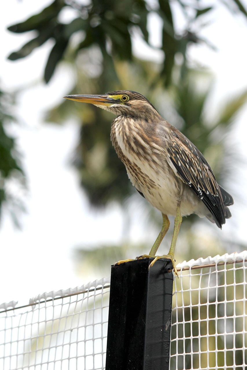 Pájaro Garza Estriada Ornitología - Foto gratis en Pixabay - Pixabay