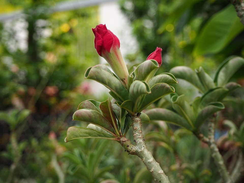 Flower Frangipani Plumeria - Free photo on Pixabay - Pixabay