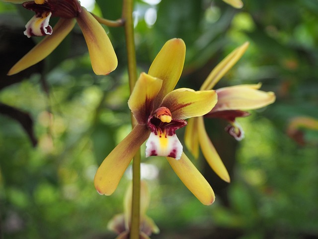 Bunga Pohon Anggrek - Foto gratis di Pixabay - Pixabay