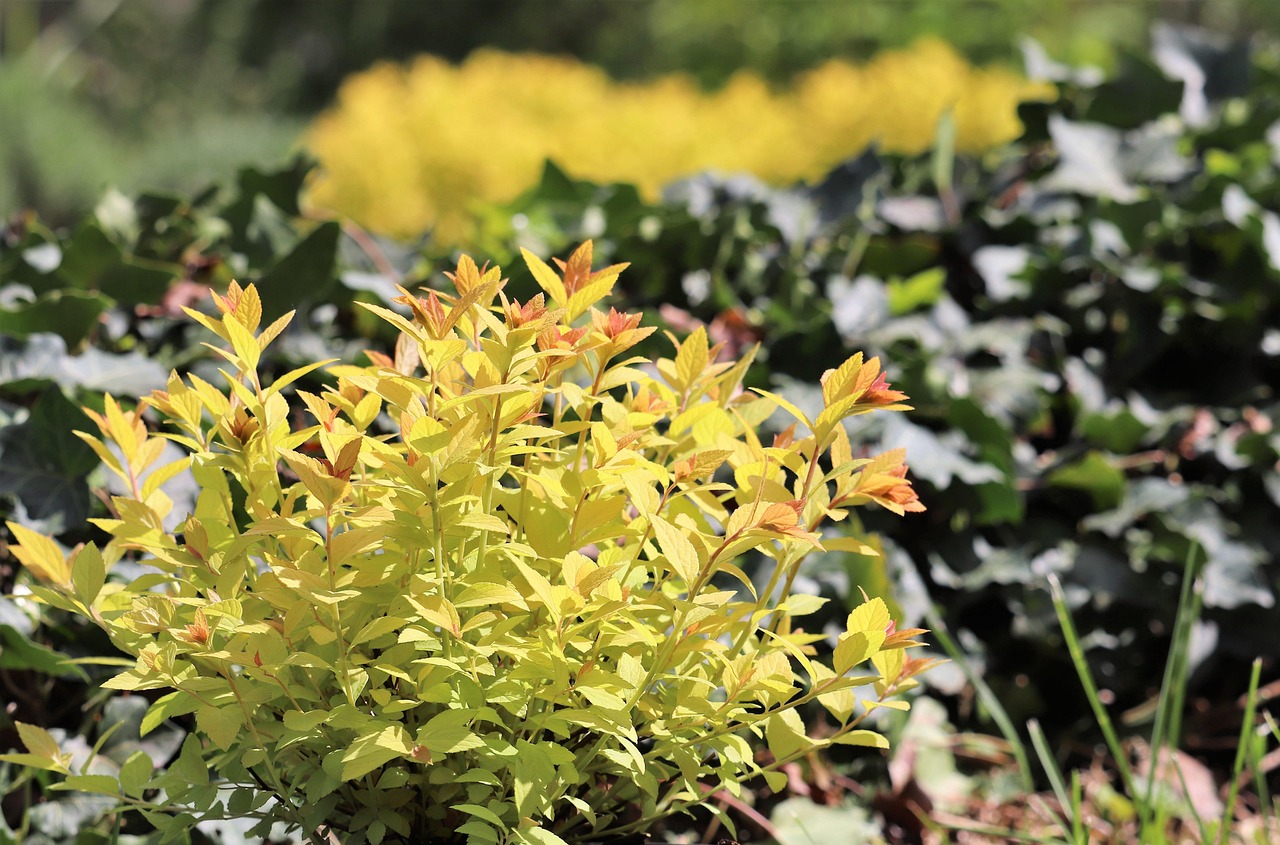 Jardin Tableau Plantes - Photo gratuite sur Pixabay - Pixabay