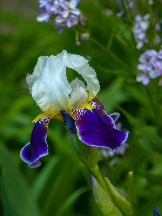 Flower Iris Spring - Free photo on Pixabay - Pixabay