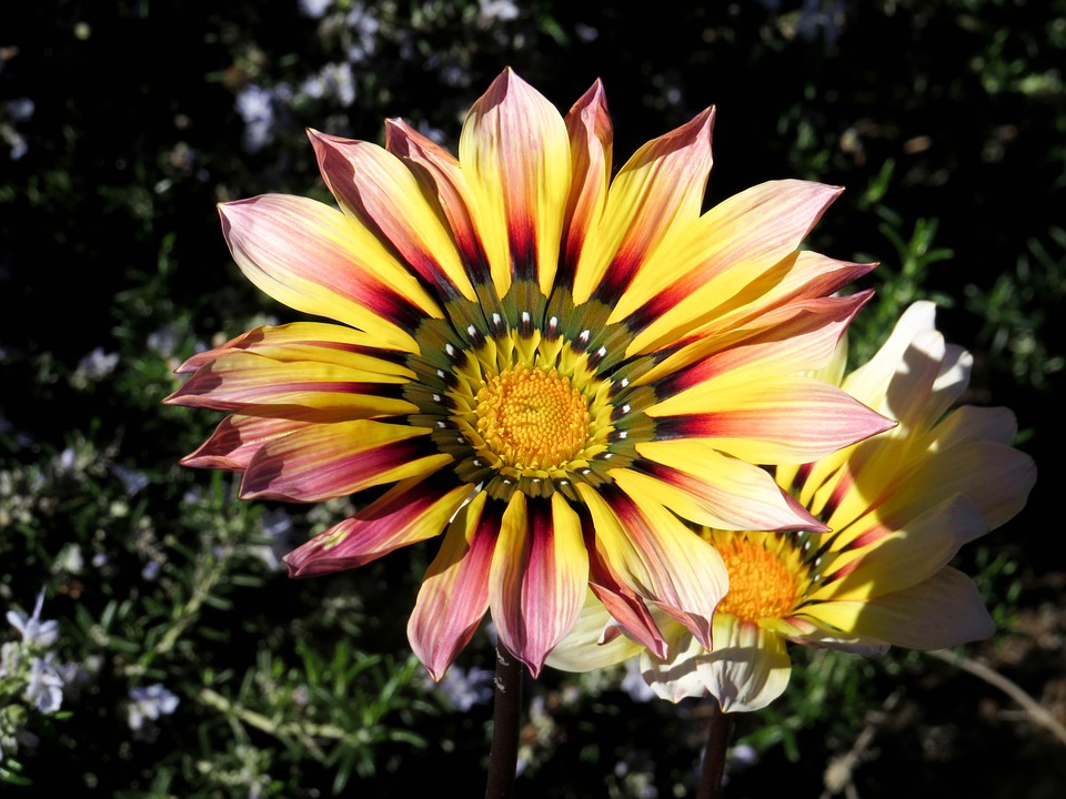 Flower Gazania Rigens Botany - Free photo on Pixabay