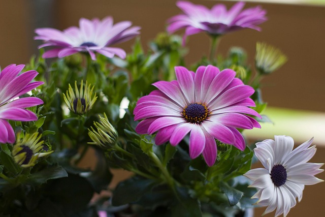 Fleurs Cap Marguerite Botanique - Photo gratuite sur Pixabay - Pixabay
