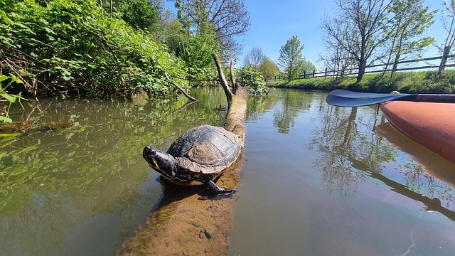 Tortoise Turtle Kayak - Free photo on Pixabay - Pixabay