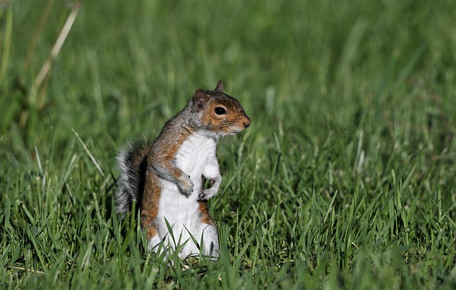 Squirel Grass Animal - Free photo on Pixabay
