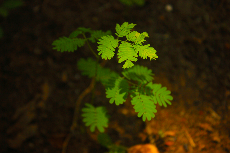 Folhas Floresta Folha - Foto gratuita no Pixabay - Pixabay