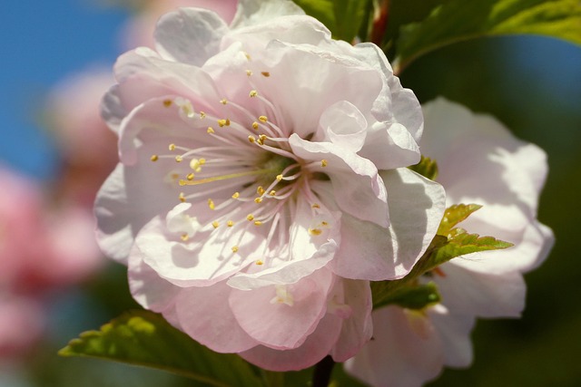 Flores Cereza Cereal - Foto gratis en Pixabay - Pixabay