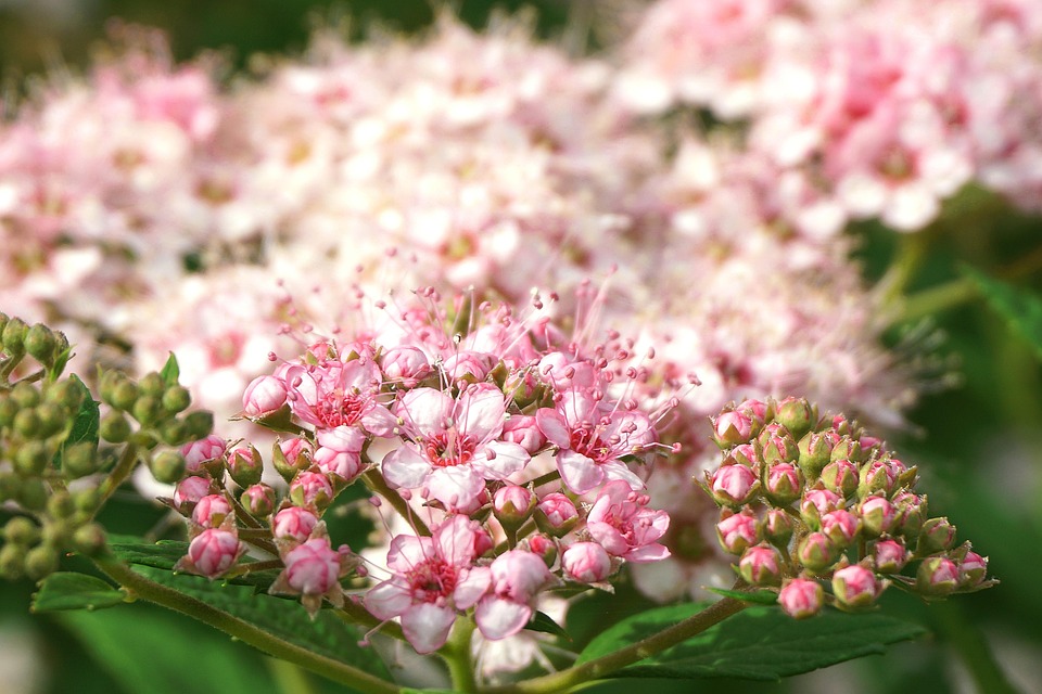 Pink Flowers Ornamental Shrub - Free photo on Pixabay - Pixabay