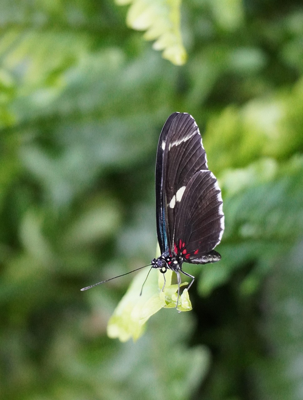 Mariposa Insecto Alas - Foto gratis en Pixabay - Pixabay