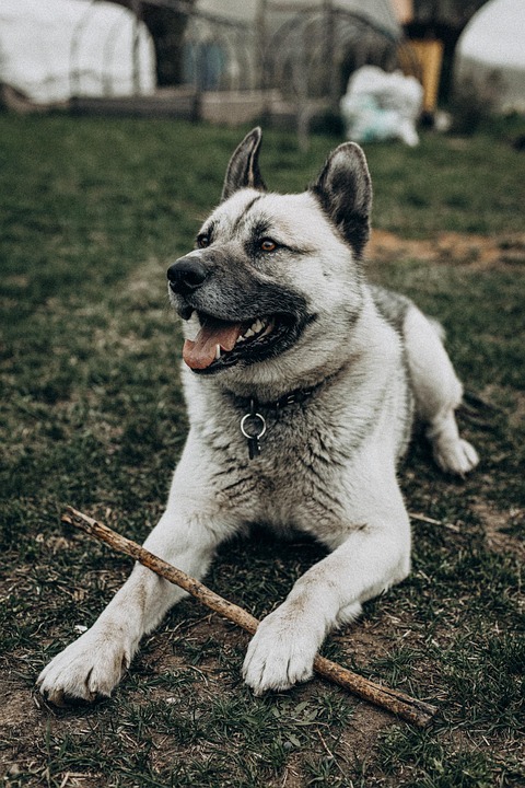 Dog Stick Breed - Free photo on Pixabay - Pixabay