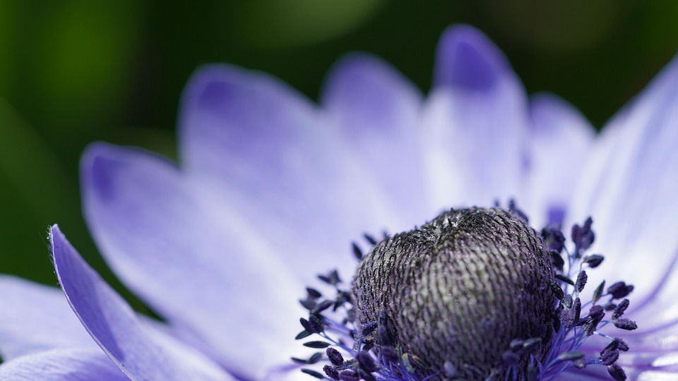 Flower Blossom Bloom Close - Free photo on Pixabay