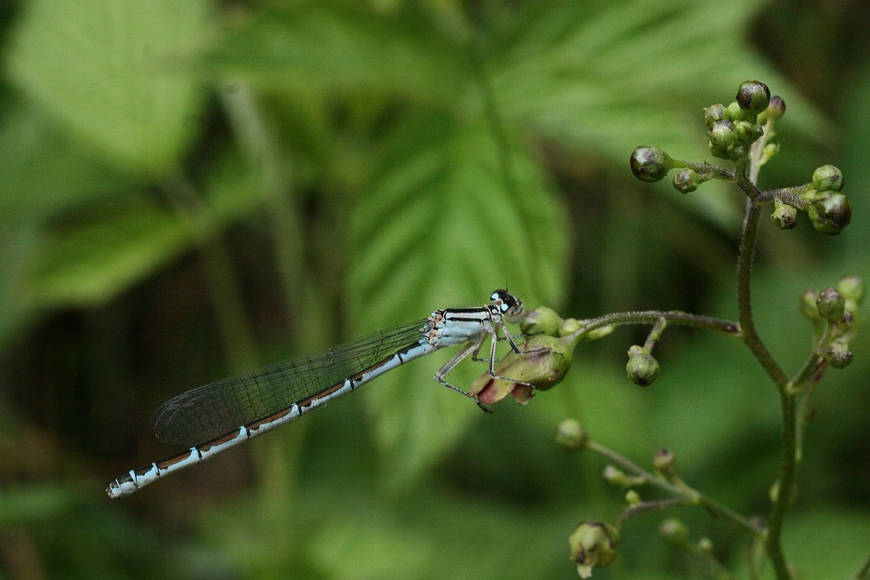 Dragonfly Insect Plant Flower - Free photo on Pixabay