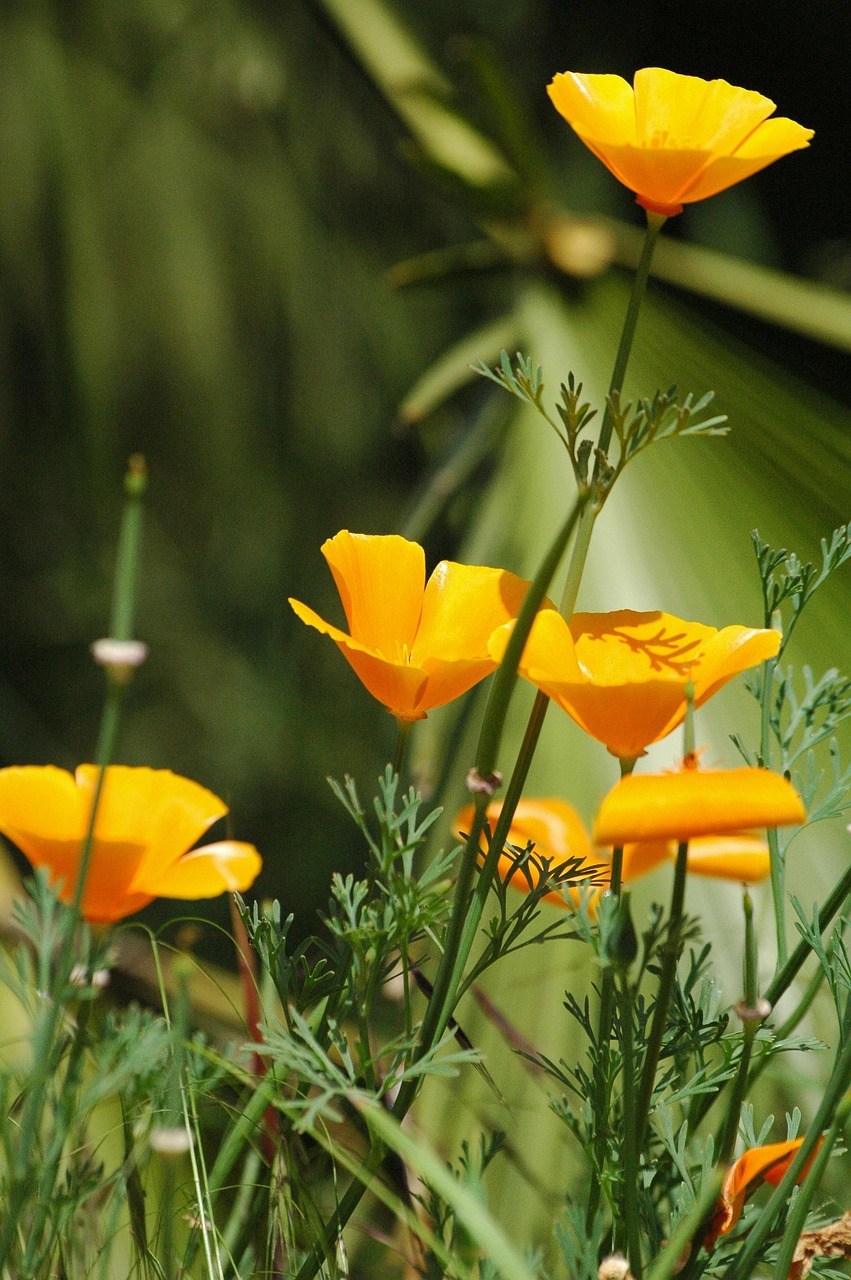 Poppy California Eschscholzia - Foto gratis di Pixabay - Pixabay