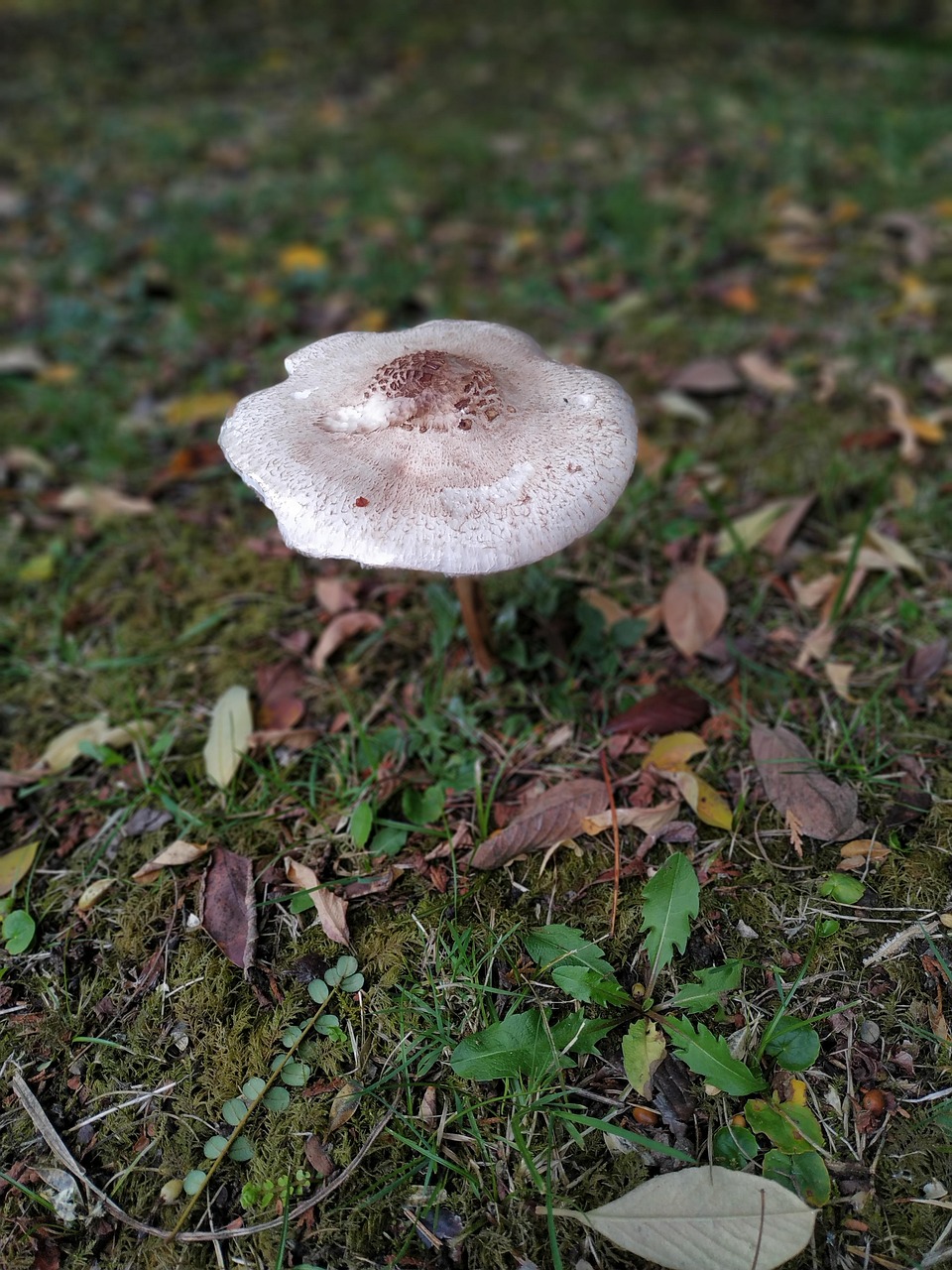 La Nature Champignon Forêt Des - Photo gratuite sur Pixabay - Pixabay