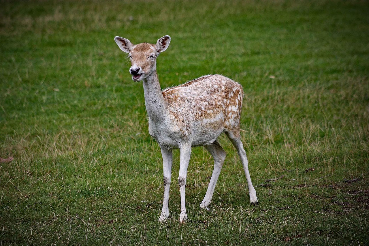 Page 2 - 10,000+ Free Baby Deer & Baby Photos - Pixabay