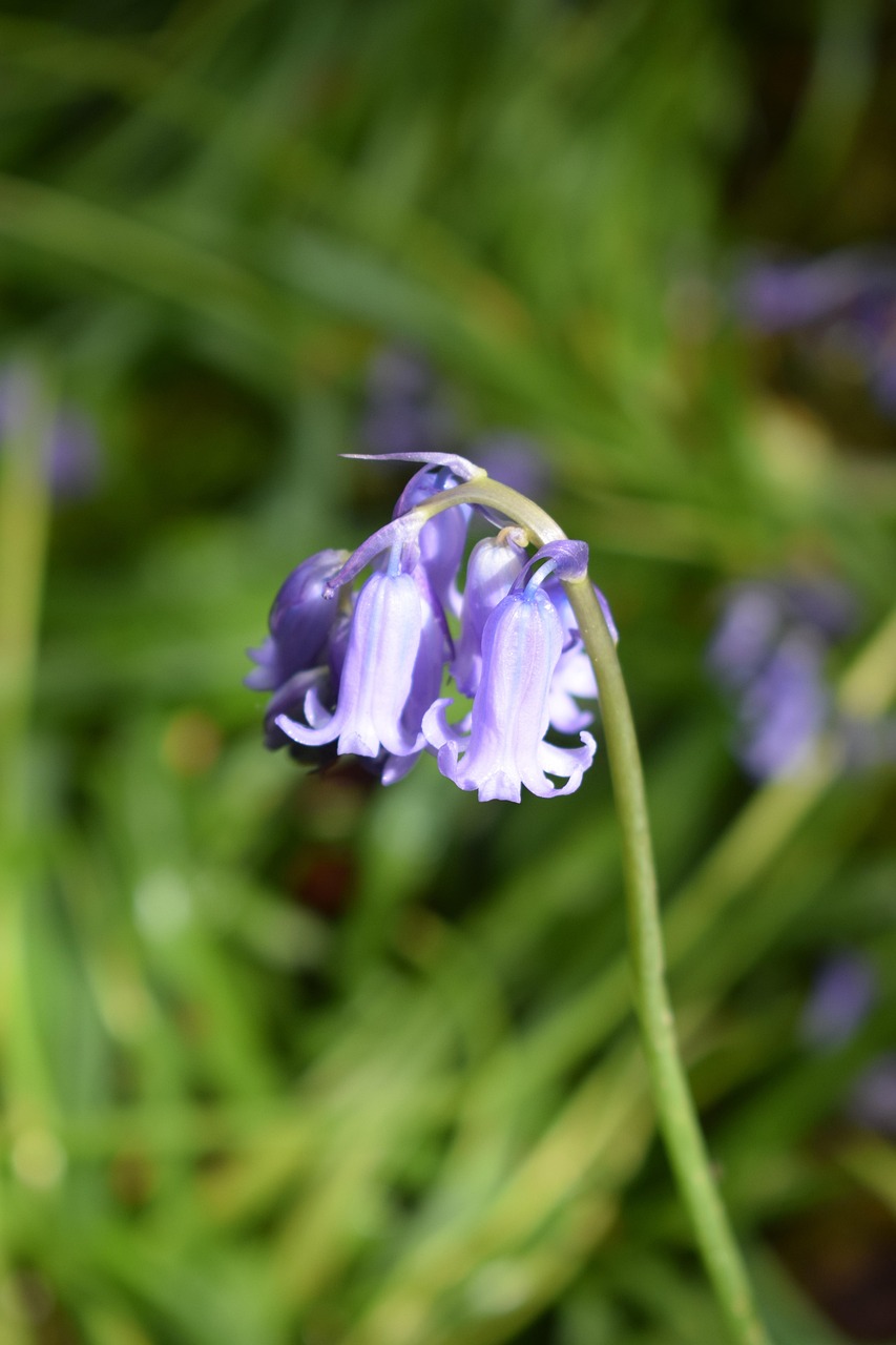 Bluebells Sunshine Grass - Free photo on Pixabay - Pixabay