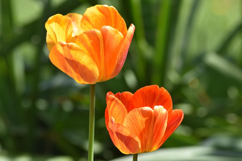 Tulip Bunga-Bunga Rumput Padang - Foto gratis di Pixabay - Pixabay