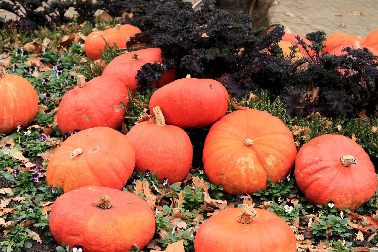 Halloween Citrouille Automne - Photo gratuite sur Pixabay - Pixabay