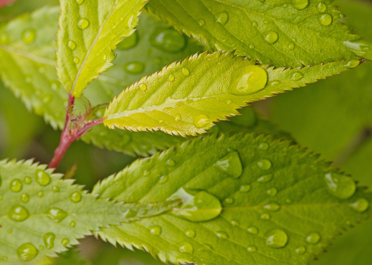 Folhas Natureza Verdes - Foto gratuita no Pixabay - Pixabay