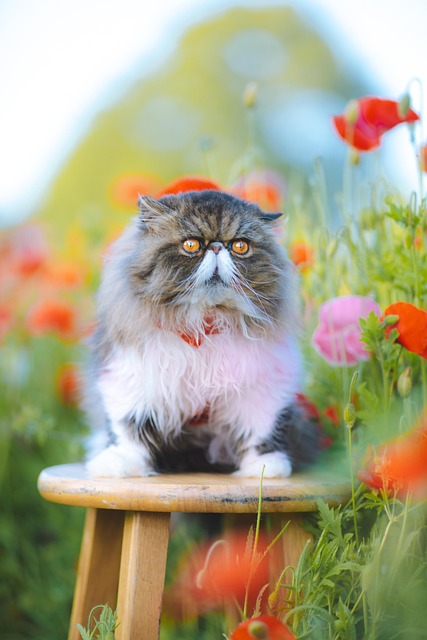 Cat Persian Purebred - Free photo on Pixabay - Pixabay