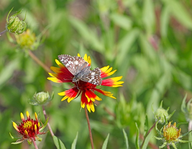 Wildflowers Moth Insect - Free photo on Pixabay