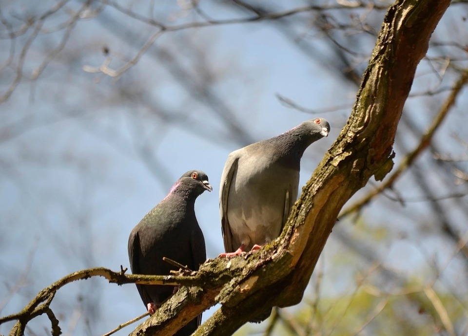 Pigeons Des Oiseaux Branches - Photo gratuite sur Pixabay - Pixabay
