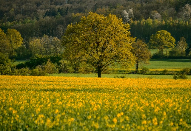 Tree Field Flowers - Free photo on Pixabay