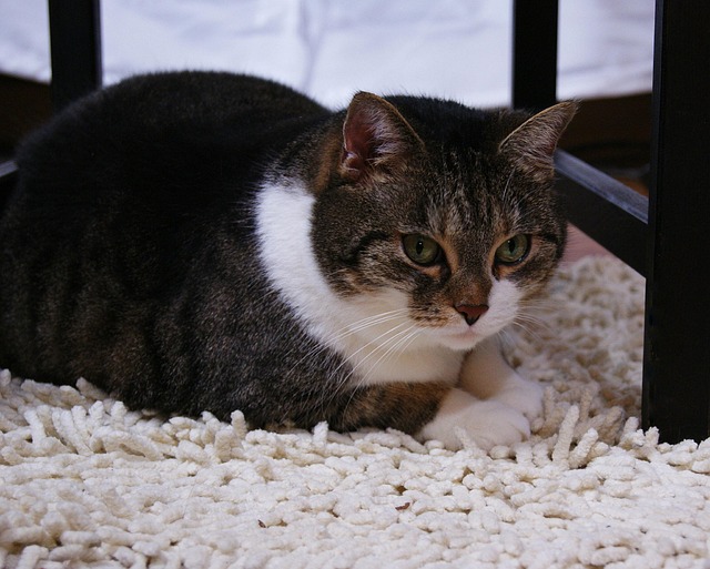 Cat Domestic Animal - Free photo on Pixabay