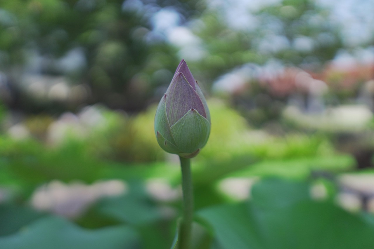 Flower Lotus Bud - Free photo on Pixabay - Pixabay