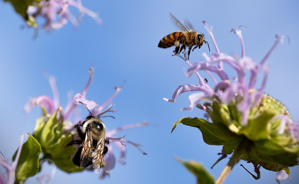 Pollinators Bumblebees Bees - Free photo on Pixabay