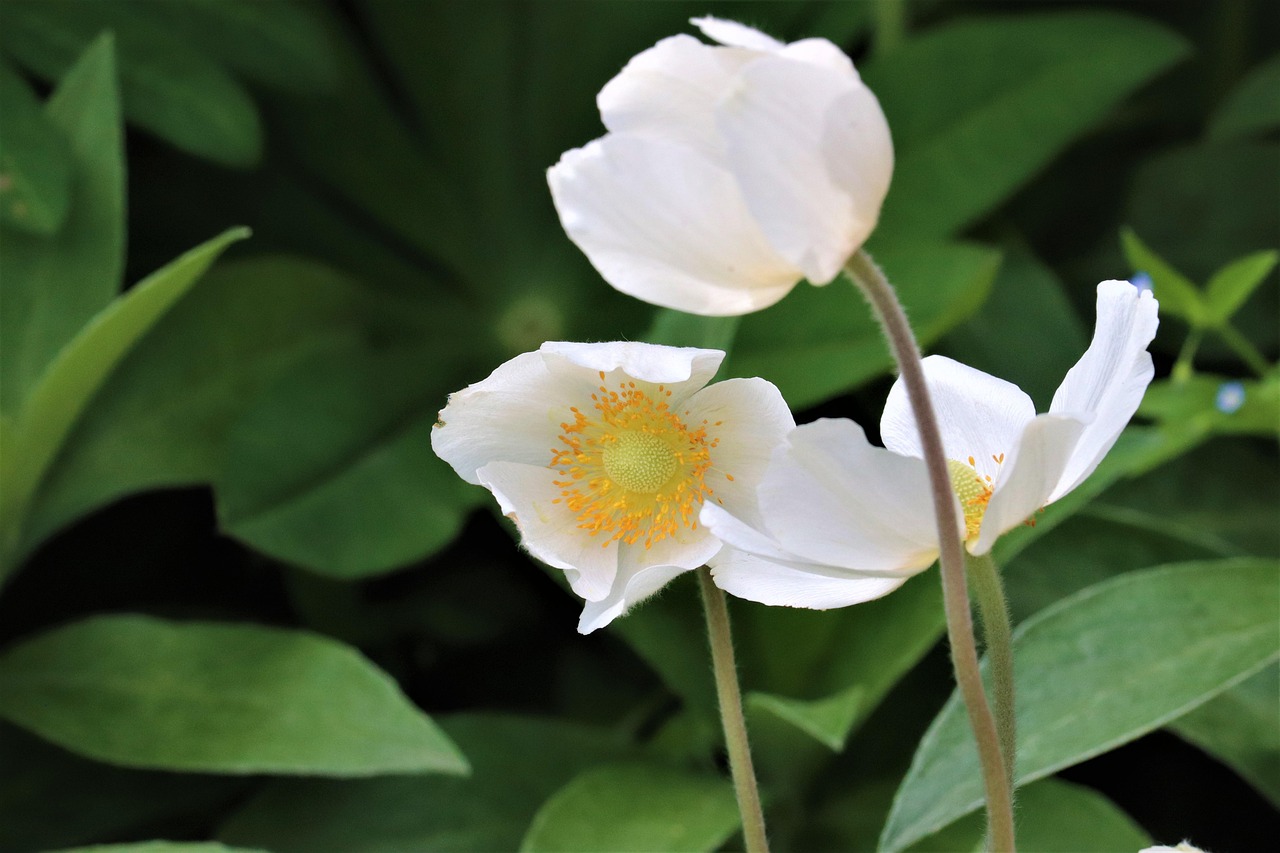 Fleurs Blanches Jardin - Photo gratuite sur Pixabay - Pixabay