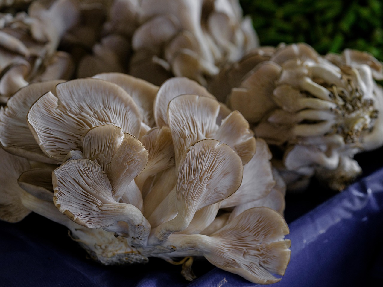 Champignons Des Légumes Aliments - Photo gratuite sur Pixabay - Pixabay