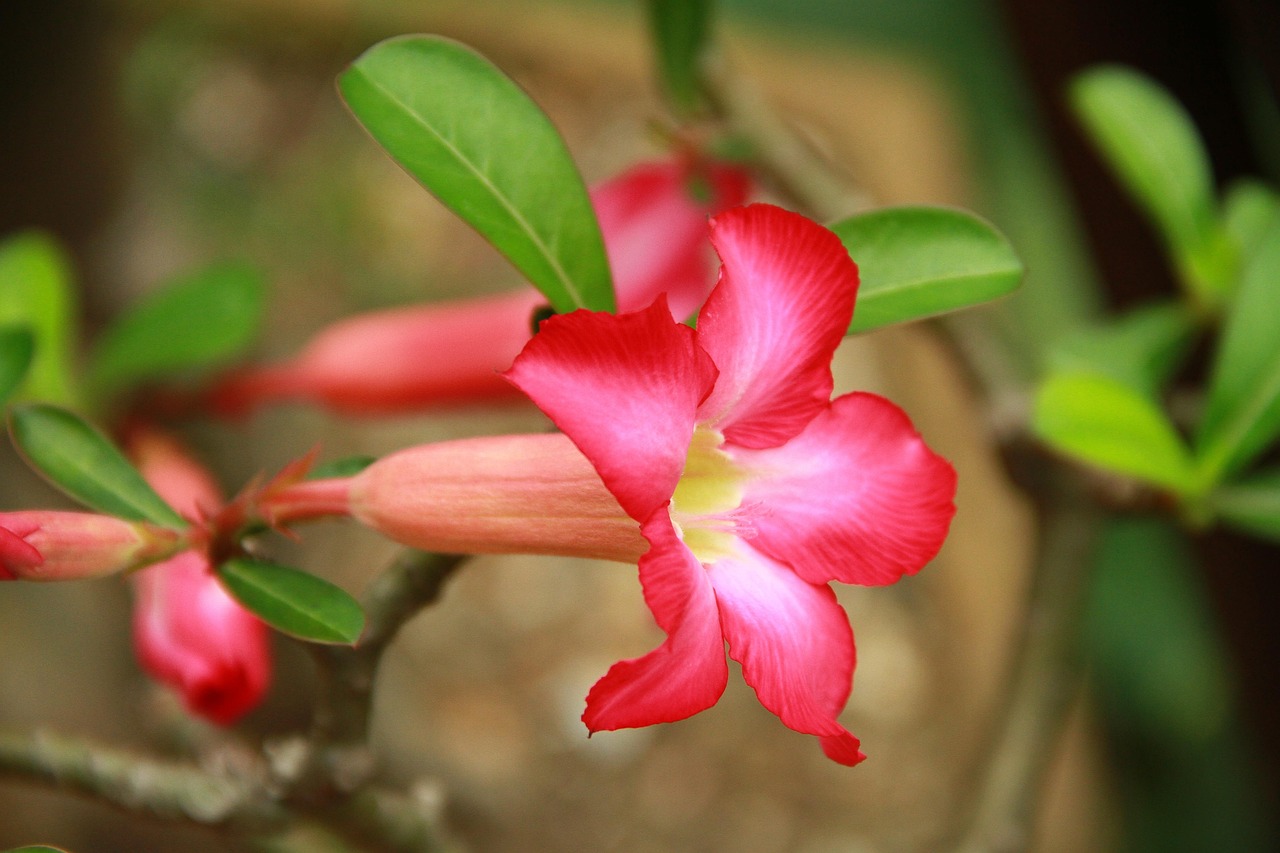 Gambar Alam Bunga Pemandangan - Foto gratis di Pixabay - Pixabay