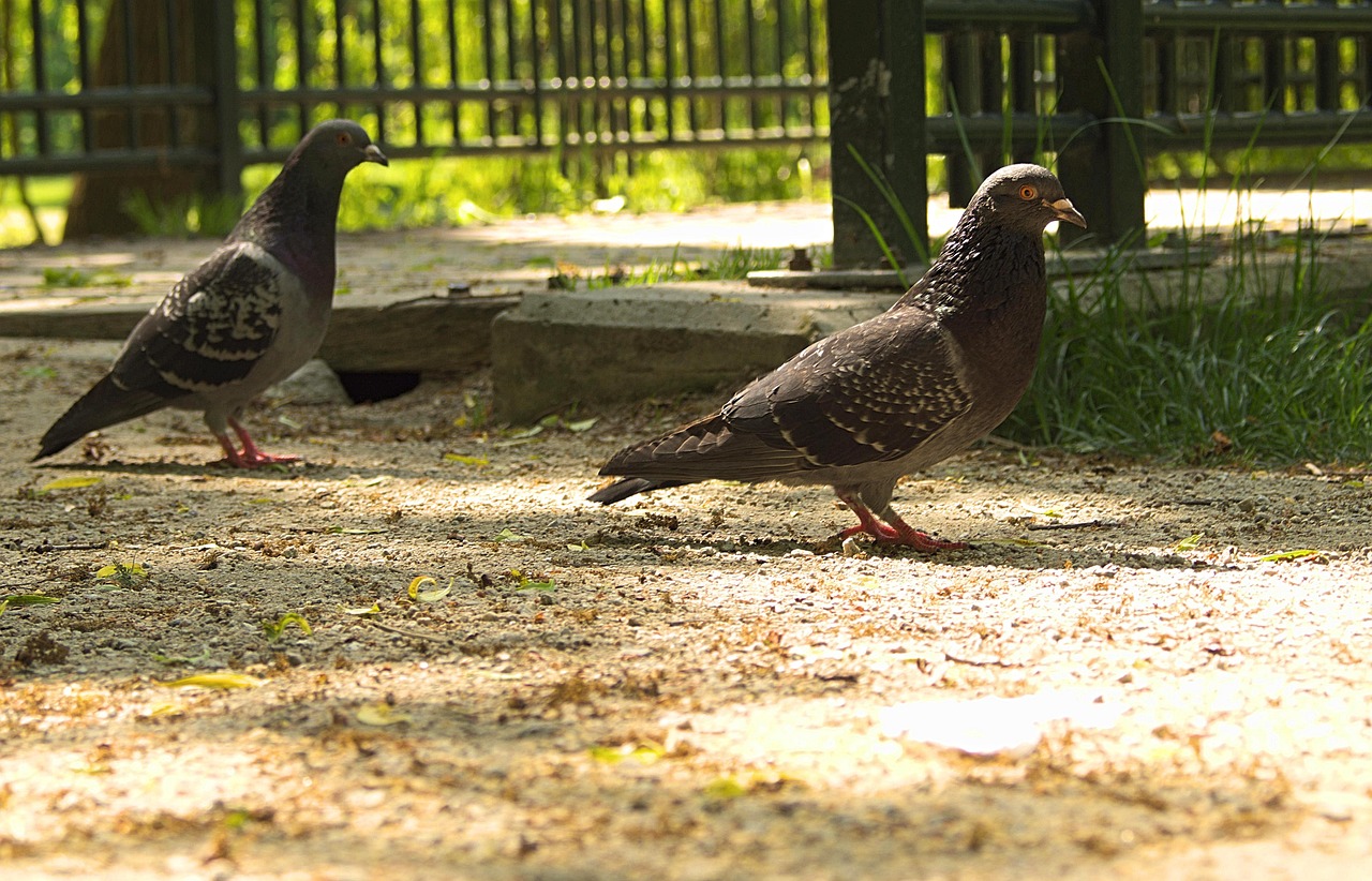 Aves Palomas Ornitología - Foto gratis en Pixabay - Pixabay