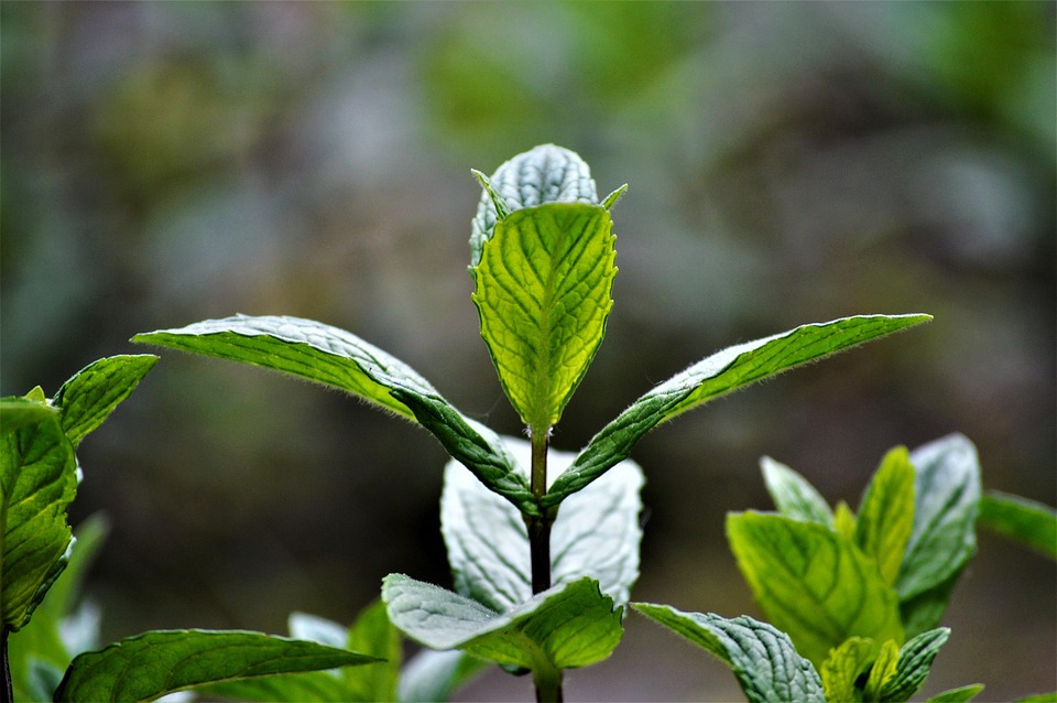 Plants Mint Herbs - Free photo on Pixabay
