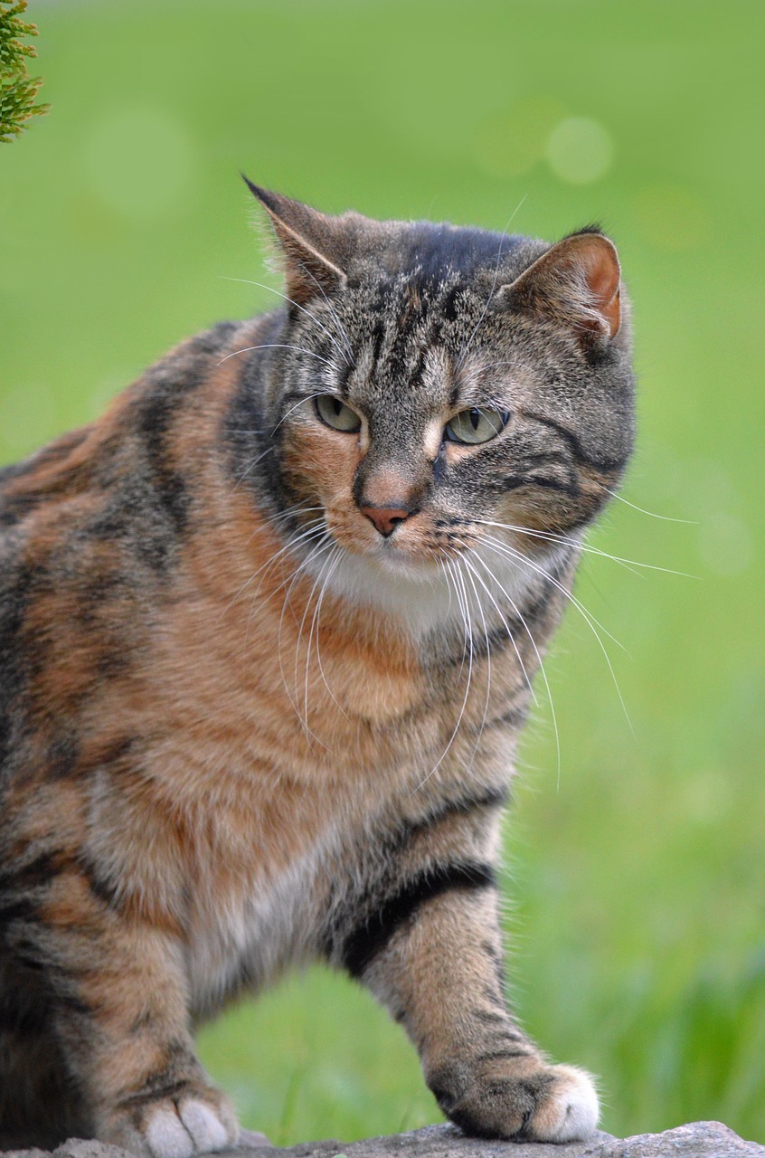 Gatto Domestico