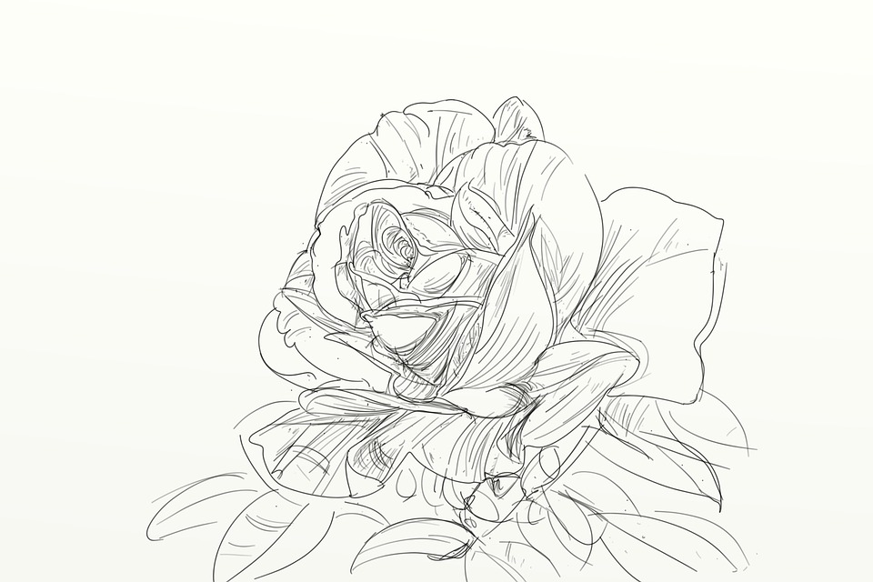 Download Pink, Flower, Drawing. Royalty-Free Stock Illustration Image ...