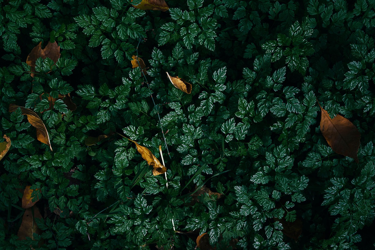 Feuilles D'Automne Persil De Vache - Photo gratuite sur Pixabay - Pixabay