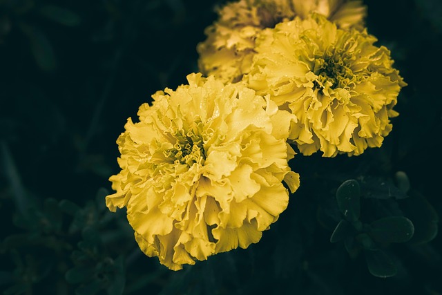 Bunga Yang Bermekaran Gelap Latar - Foto gratis di Pixabay - Pixabay
